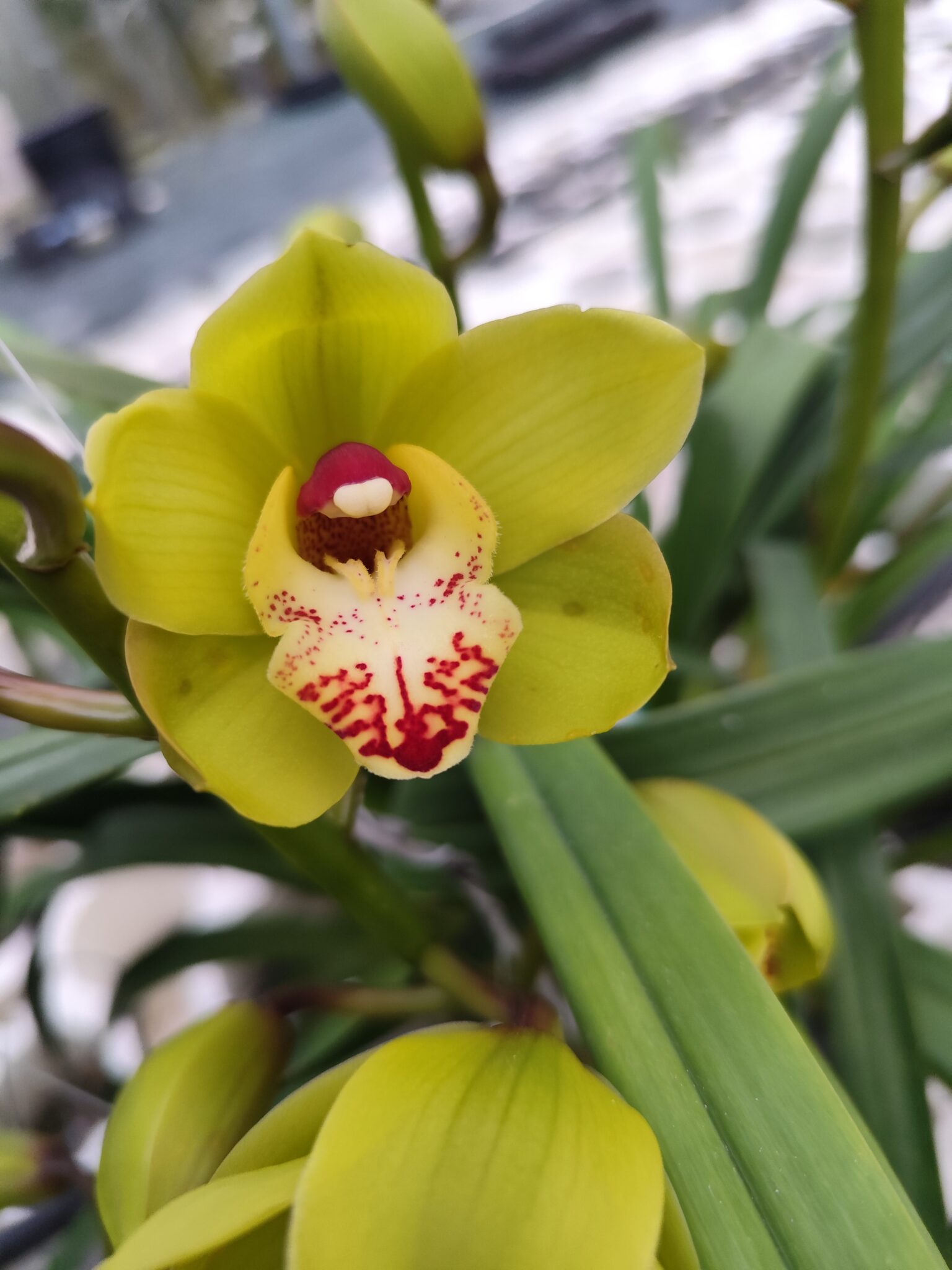 D6-Cymbidium -vaso 14 cm.-PIANTA N.2- 4 rami - VIOLALUCA ORCHIDEE